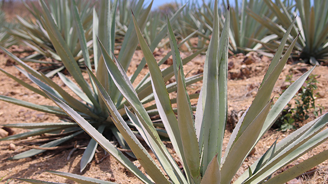 メキシコの神秘のお酒メスカル、ブエンスセソ メスカル：ブエンスセソ